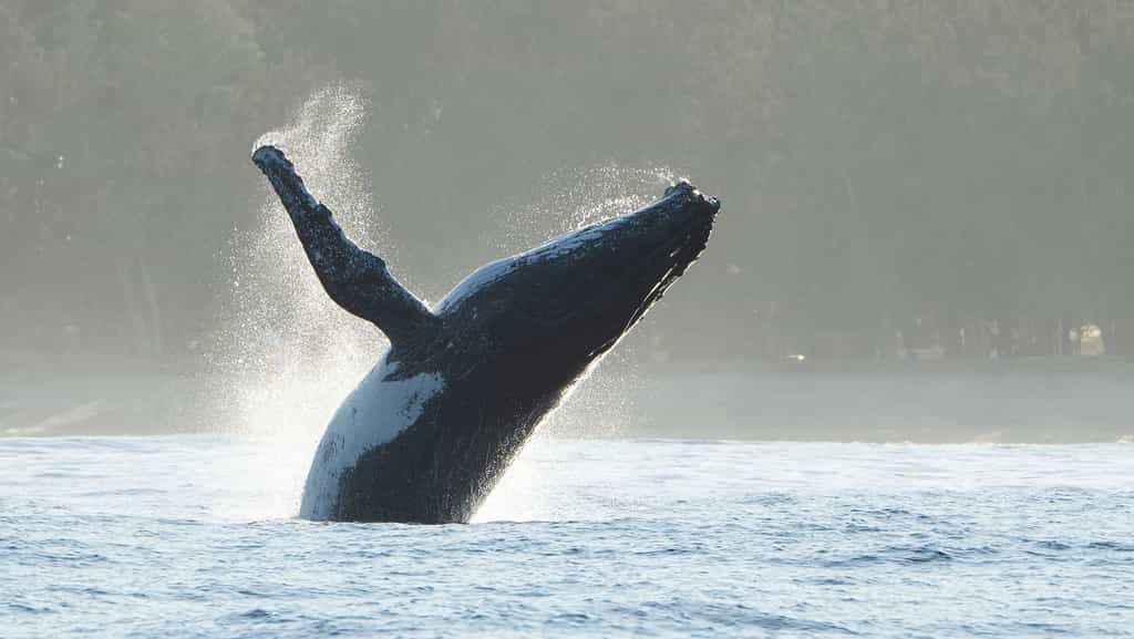 En immersion avec des baleines à bosse durant leurs migrations
